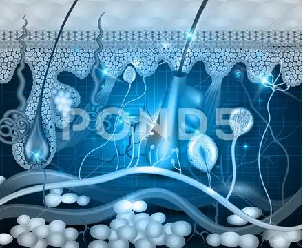 Skin anatomy background Stock Illustration ~ #46524788