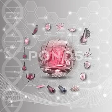 Skin anatomy structure in the round shape Illustration #70398484