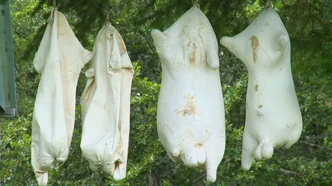 The skin of the sheep is dried on the wi... | Stock Video | Pond5