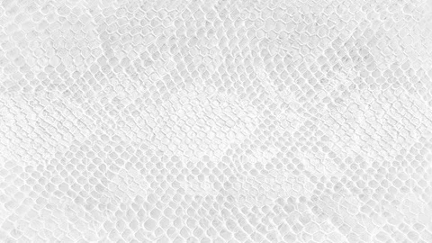 Skin snake background White snake skin t... | Stock Video | Pond5