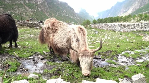 Skinny hairy highland cow grazing in val... | Stock Video | Pond5