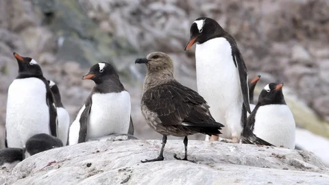 Intimidating Stock Videos – Royalty-Free HD & 4K Videos