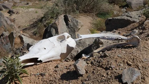 Dead Antelope Stock Videos – Royalty-Free HD & 4K Videos