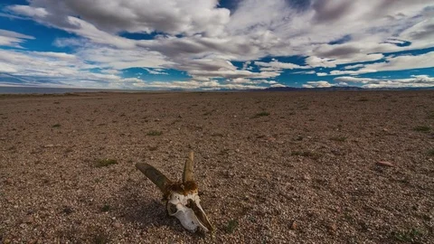 Desert Animal Stock Video Footage | Royalty Free Desert Animal Videos ...