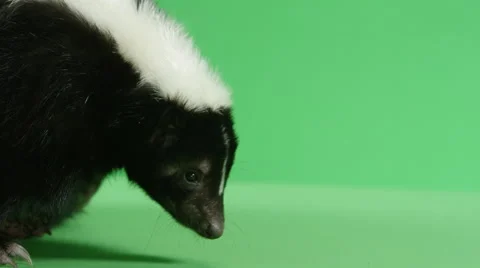 skunk side profile on green screen | Stock Video | Pond5