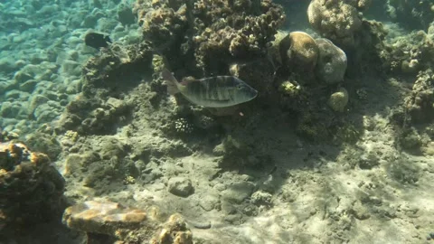 Emperor Fish Stock Video Footage | Royalty Free Emperor Fish Videos | Pond5