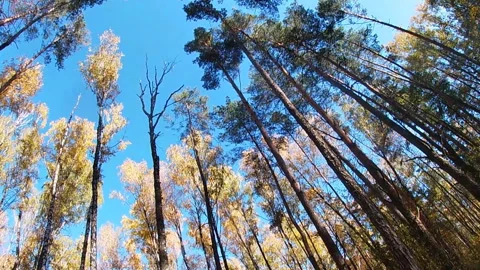 Sky, pine trees, rotation, Ukraine, fore... | Stock Video | Pond5