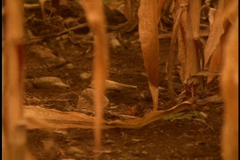 Slave Work Stock Video Footage | Royalty Free Slave Work Videos | Pond5