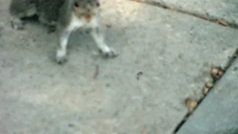 A sleek and scurrying rat on the street ... | Stock Video | Pond5