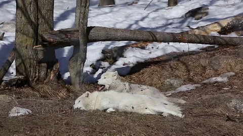 sleeping arctic wolf panting and yawning... | Stock Video | Pond5