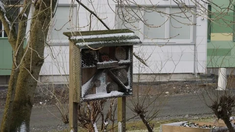 Sleeping Insects Stock Videos – Royalty-Free HD & 4K Videos