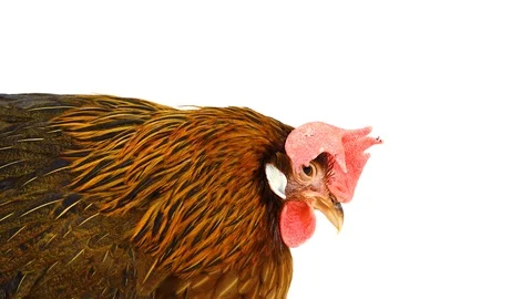 sleeping Italian partridge chicken isola... | Stock Video | Pond5