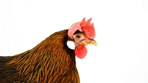 sleeping Italian partridge chicken isola... | Stock Video | Pond5