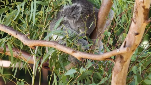 Sleeping Koala Stock Videos – Royalty-Free HD & 4K Videos | Page 3