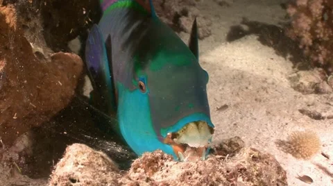 Parrot Fish Stock Footage ~ Royalty Free Stock Videos | Pond5