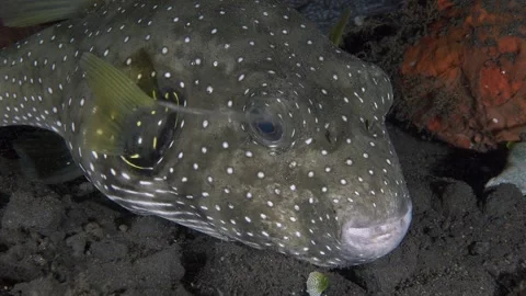 Puffer Fish Stock Footage ~ Royalty Free Stock Videos | Page 2