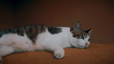 Sleepy Beauty Cat Stock Videos – Royalty-Free HD & 4K Videos