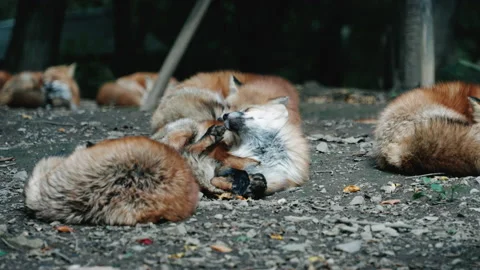A Sleepy Fox Scratching Head While Resti... | Stock Video | Pond5