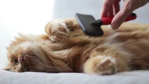 Sleepy Beauty Cat Stock Videos – Royalty-Free HD & 4K Videos