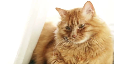 Sleepy Beauty Cat Stock Videos – Royalty-Free HD & 4K Videos