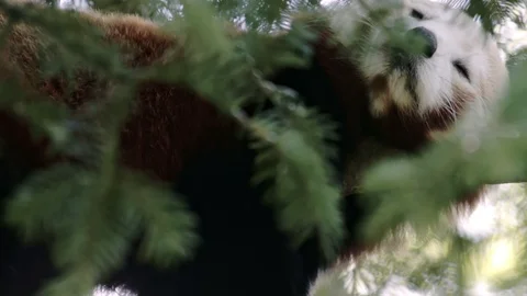 Sleepy Red Panda Rest on Tree | Stock Video | Pond5