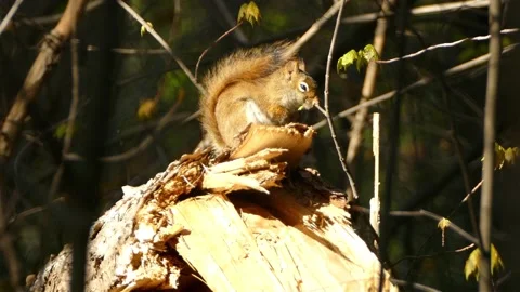 Sleepy squirrel sitting on fallen tree b... | Stock Video | Pond5