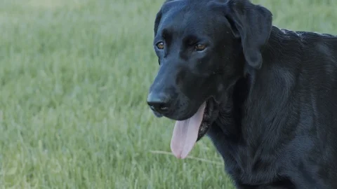 Sleepy, tired black lab dog has a huge y... | Stock Video | Pond5