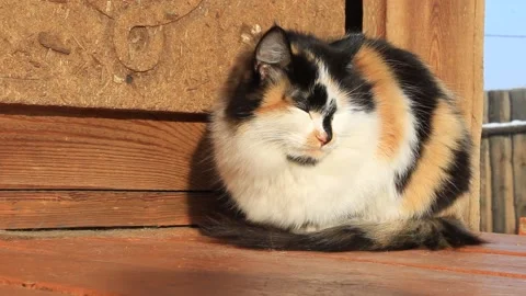 Sleepy Beauty Cat Stock Videos – Royalty-Free HD & 4K Videos