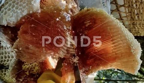 A slice of honeycomb with honey. Bee hive. Beehives. Bee hives. Honey ...