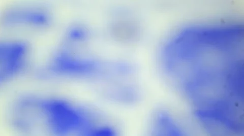 Slice the Testis cat under the microscop... | Stock Video | Pond5