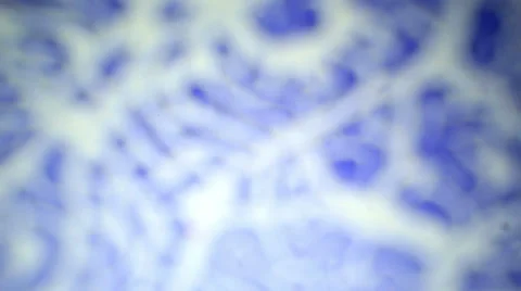 Slice the Testis cat under the microscop... | Stock Video | Pond5