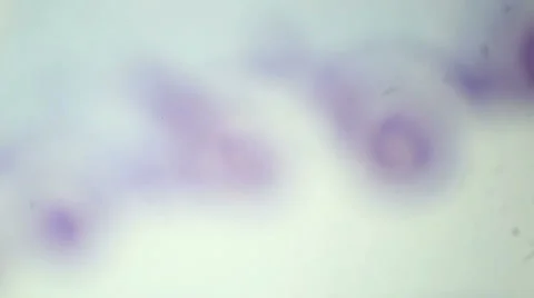 Slice of tomato fruits under the microsc... | Stock Video | Pond5