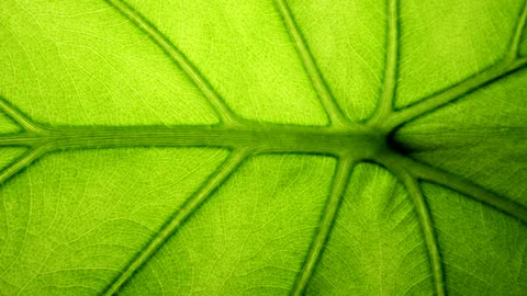 Sliding along the leaf of Alocasia Macro... | Stock Video | Pond5