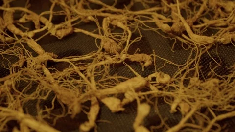 Sliding camera move of drying ginseng ro... | Stock Video | Pond5