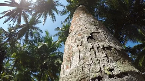 Sliding close -up footage of palm tree, ... | Stock Video | Pond5