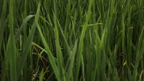 Sliding shot of rice leaves moving in th... | Stock Video | Pond5
