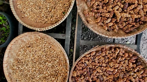 Sliding top down shot of robusta coffee ... | Stock Video | Pond5