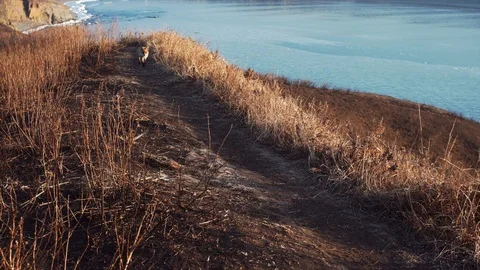 Sliding view of cute red fox walking alo... | Stock Video | Pond5