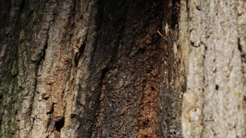 Slime flux bacterial wetwood tree diseas... | Stock Video | Pond5