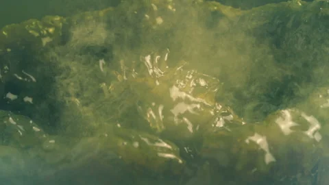 Toxic Organism Stock Footage ~ Royalty Free Stock Videos | Pond5