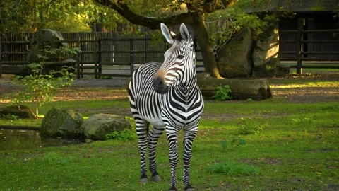 Zebra Animal Stock Videos – Royalty-Free HD & 4K Videos | Pond5