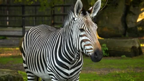 Zebra Animal Stock Videos – Royalty-Free HD & 4K Videos | Pond5