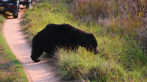 Sloth bear crossing the pathway and goin... | Stock Video | Pond5