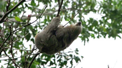 Sloth Stock Footage ~ Royalty Free Stock Videos | Pond5