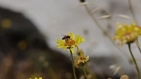 slow dolly pushes into a honey bee polli... | Stock Video | Pond5