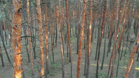 Slow Flight Inside Pine Tree Forest. Aer... | Stock Video | Pond5