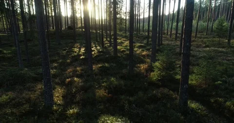 A slow flight through darkening boreal f... | Stock Video | Pond5