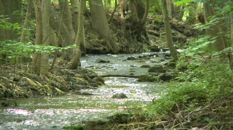 Slow flowing stream in a forest | Stock Video | Pond5