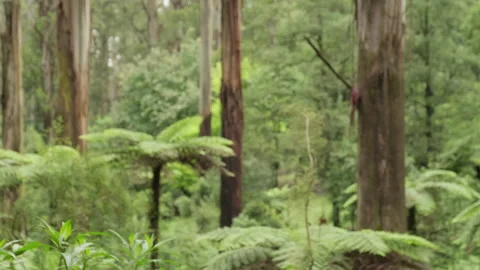 Slow Focus Pull in Green rainforest with... | Stock Video | Pond5