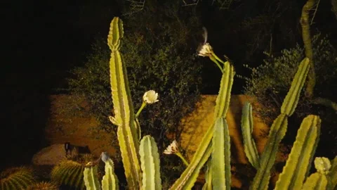 Bat Flying Motion Stock Videos – Royalty-Free HD & 4K Videos | Page 3